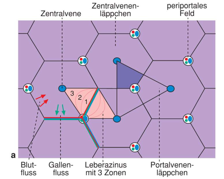 Welche versch. Läppchen kann man histologisch in der Leber