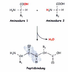 Knüpfen einer Peptidbindung | Allgemeine Chemie | Repeti…