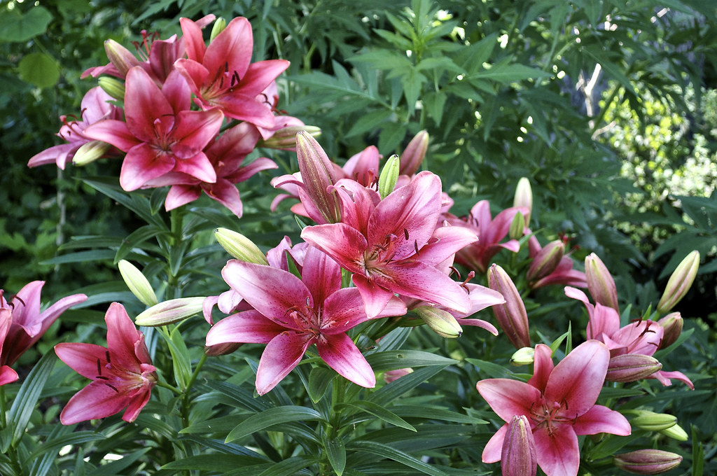 Lilium Cultivars | Zierpflanzen | Repetico