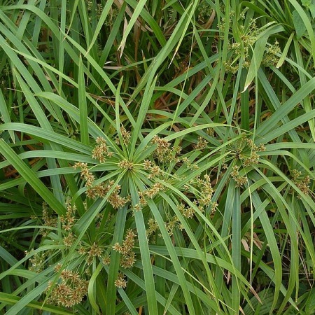 Cyperus alternifolius subsp. flabelliformis | Zierpflanzen
