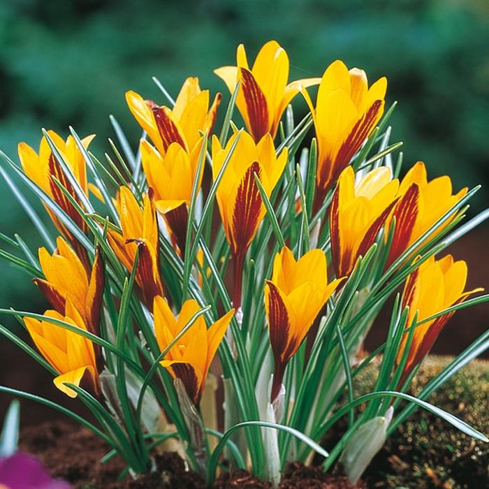 Crocus angustifolius | Zierpflanzen | Repetico