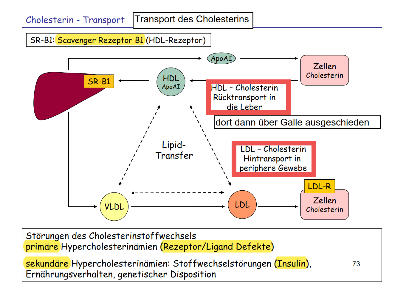 Wer macht Cholesterin transprot in das Gewebe? Wer macht