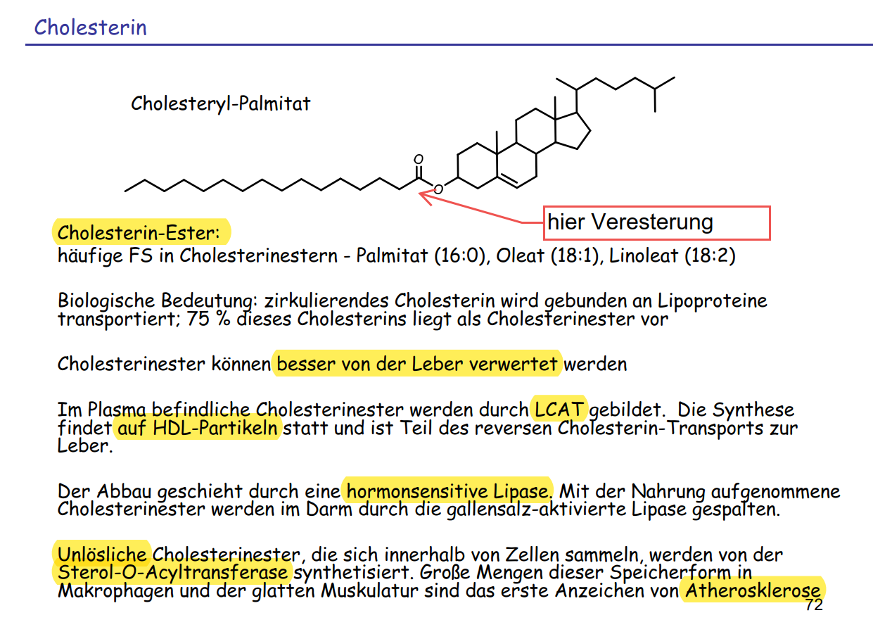 Wie liegt Cholsterin hauptsächlich vor?-> warum-> wie g... | Biochemie ...