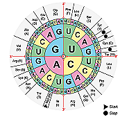 Erläutern Sie die nachfolgende Code-Sonne! | Bio | Repetico