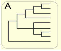 Was sind Dendrogramme?Welche Arten gibt es? | methoden der