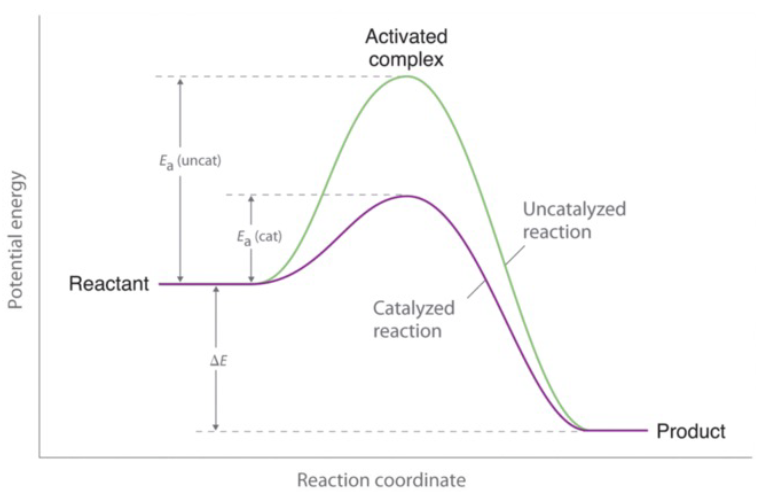 Zeichne das Energiediagramm einer katalysierten und nich ...