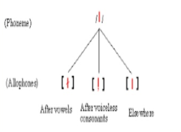 give a definition for allophone. what brackets do you use…