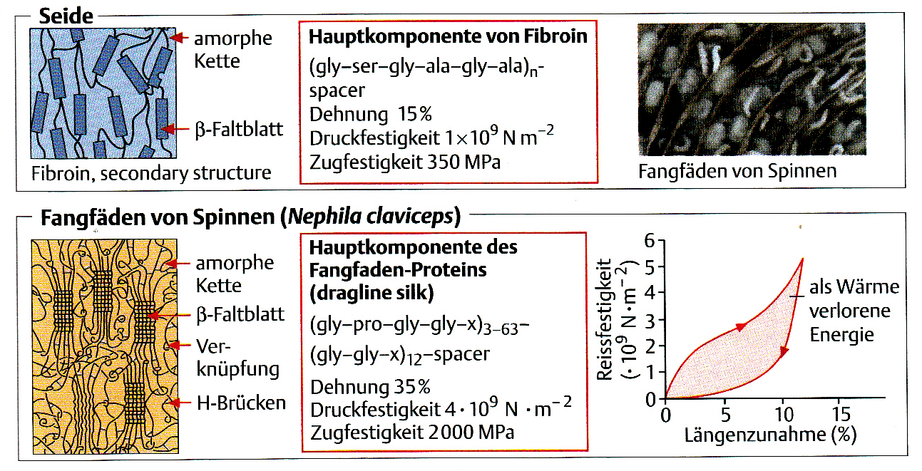 Was sind Fibroine und Spidroine? Warum werden sie eingesetz…
