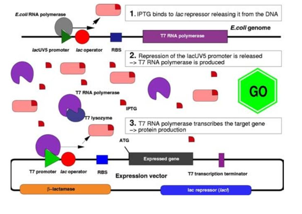 Skizzieren sie das T7 Promotersystem unter Proteinproduktio…