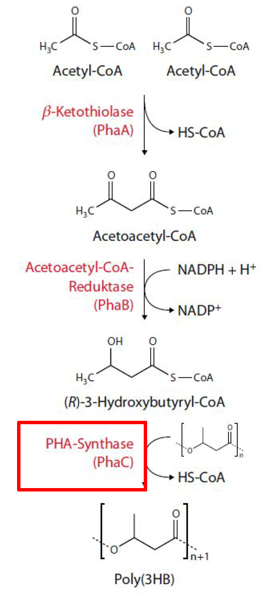 Was sind PHAs? Beschreiben sie Produktionsorganismen, Pr ...