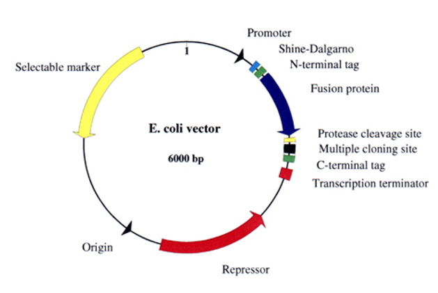 Skizzieren sie einen prokaryontischen Expressionsvektor. Er…