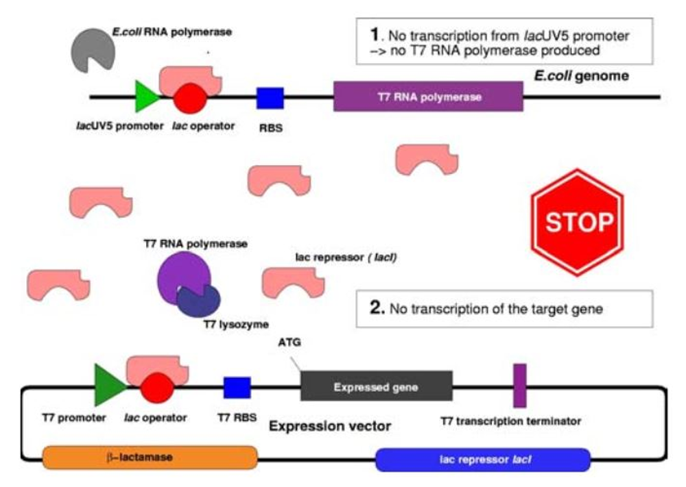 Wie kann die Proteinexpression im T7 Promotersystem verh ...