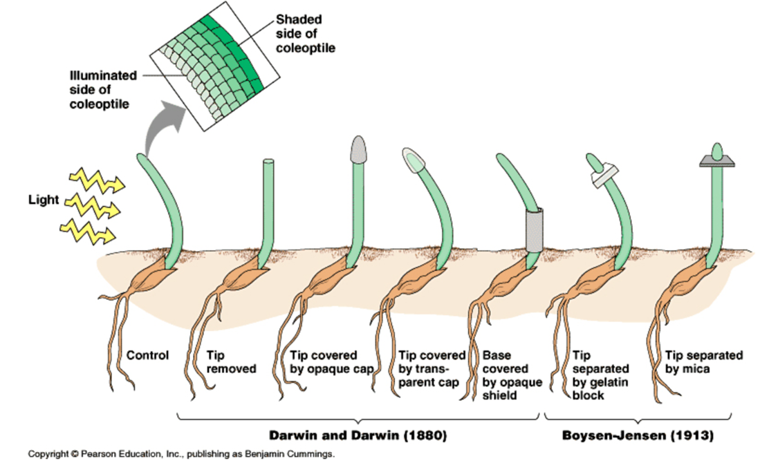 Was sind Auxine, in welchen Organismen kommen sie vor we ...