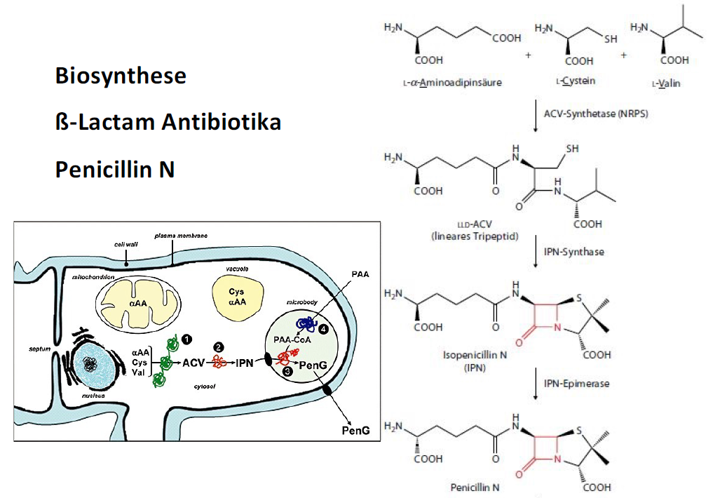 Skizzieren Sie die Penicillin N Biosynthese (Zeichnung) | Biotechnologie 2 | Repetico