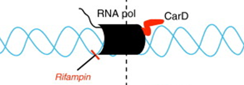 Benennen Sie zwei Makrolid Antibiotika, erklären Sie de ...