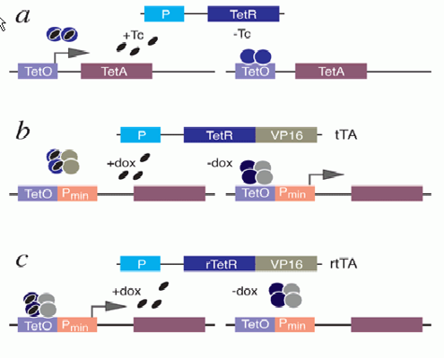 Erklären Sie die Möglichkeiten des Tet Systems für die Regu…