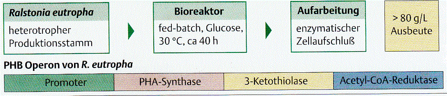 Was sind PHAs? Beschreiben sie Produktionsorganismen, Pr ...