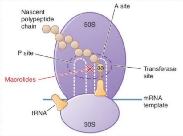 Benennen Sie zwei Makrolid Antibiotika, erklären Sie de ...