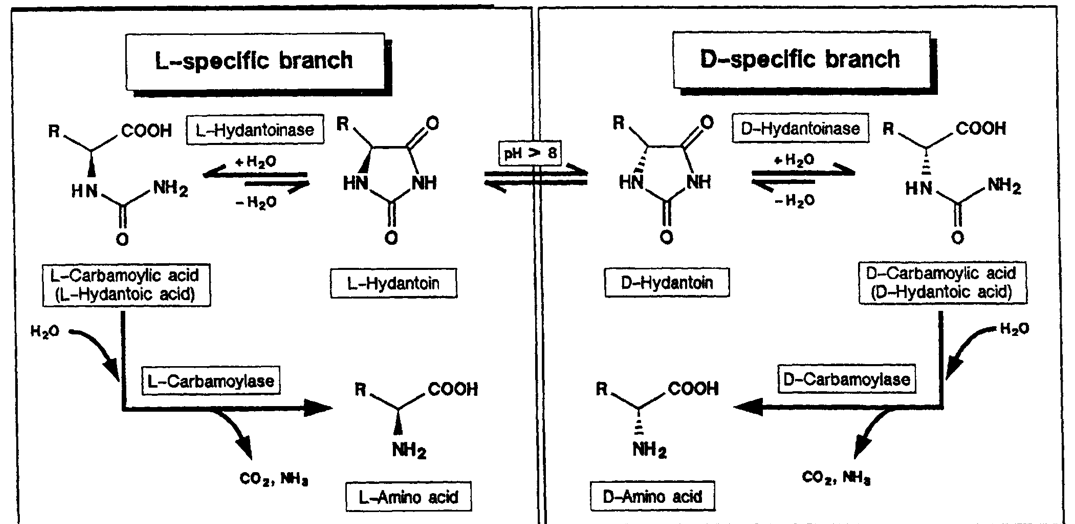 Beschreiben sie den Hydantoinase/Carbamoylase Prozess? Nenn…
