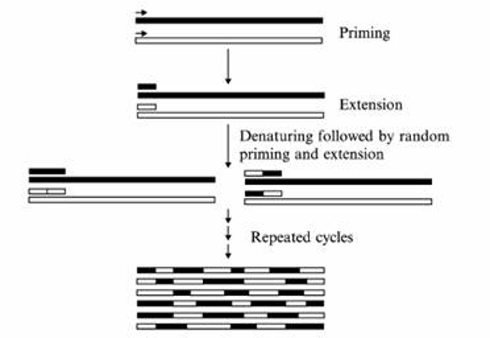 Was versteht man unter Staggered Extension Process? Beschre…