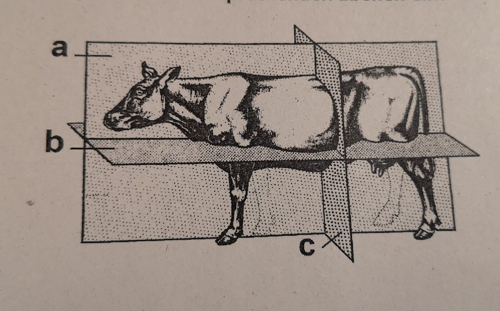 Wie heißen die ebenen a, b und c ? | Latein Vocabeln | Rep…