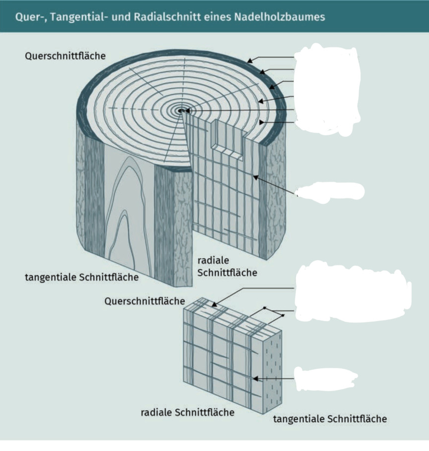 | -2- Holz und Holzwerkstoffe | Repetico
