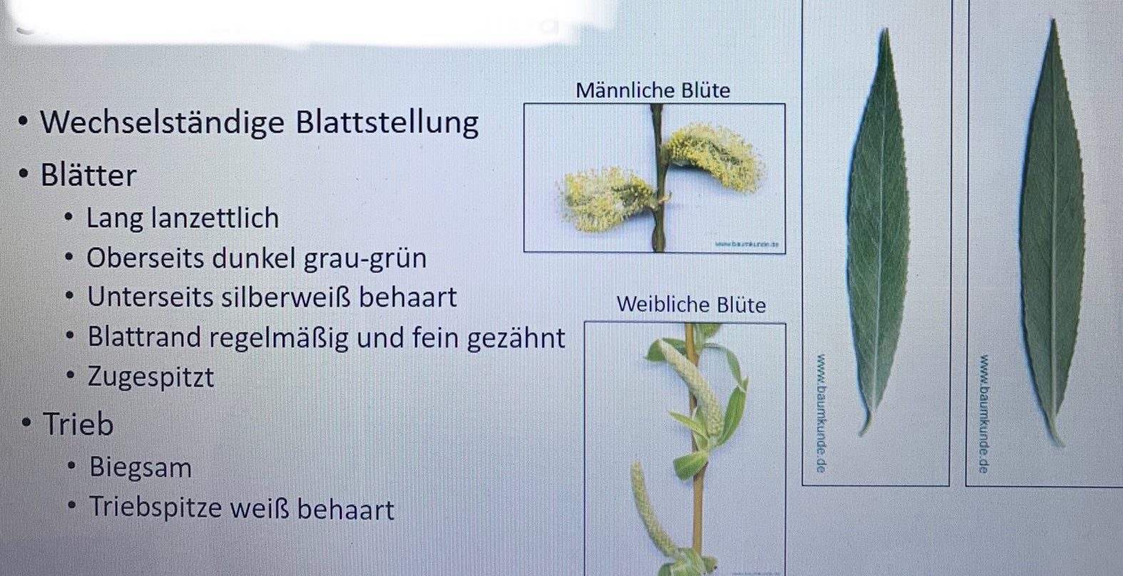 | Botanik II Laubgehölze 1/2 | Repetico