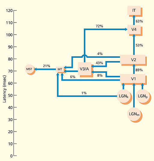 Erkläre die Aufgaben der Areale im visuellen Kortex nach de…