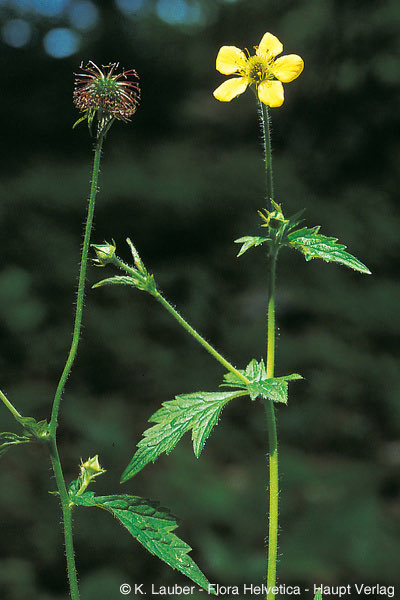 - Blüten radiär- meist 5 Kron- und Kelchblätter- Laubblätte…