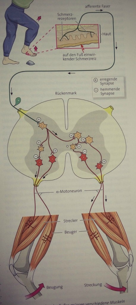 Wie verläuft der Beuger-Strecker-Reflex? | Biologie Q1-Q4