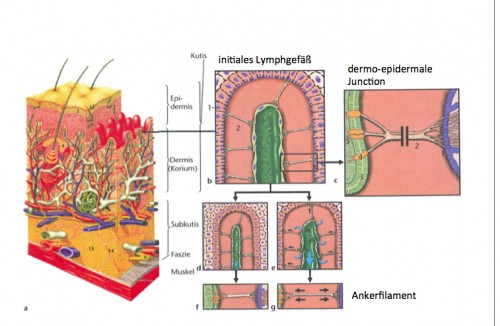 Dermoepidermal Junction (Junktionszone) | Dermatologie II | Repetico
