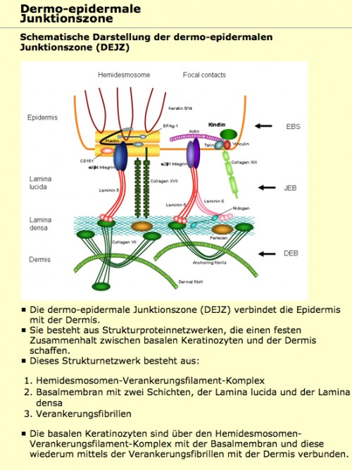 Dermoepidermal Junction (Junktionszone) | Dermatologie II | Repetico