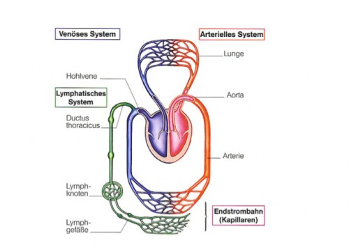 Der Weg der Lymphe (6 Schritte) | Dermatologie II | Repetico