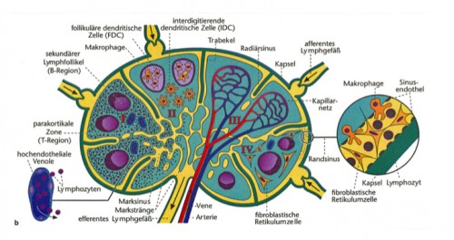 Lymphknoten - Aufbau und Funktion | Dermatologie II | Repet…