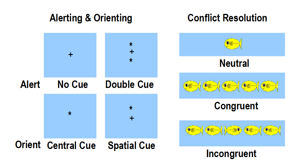 Attentional Network Test for children | 04 Neuropsy Diagnos…