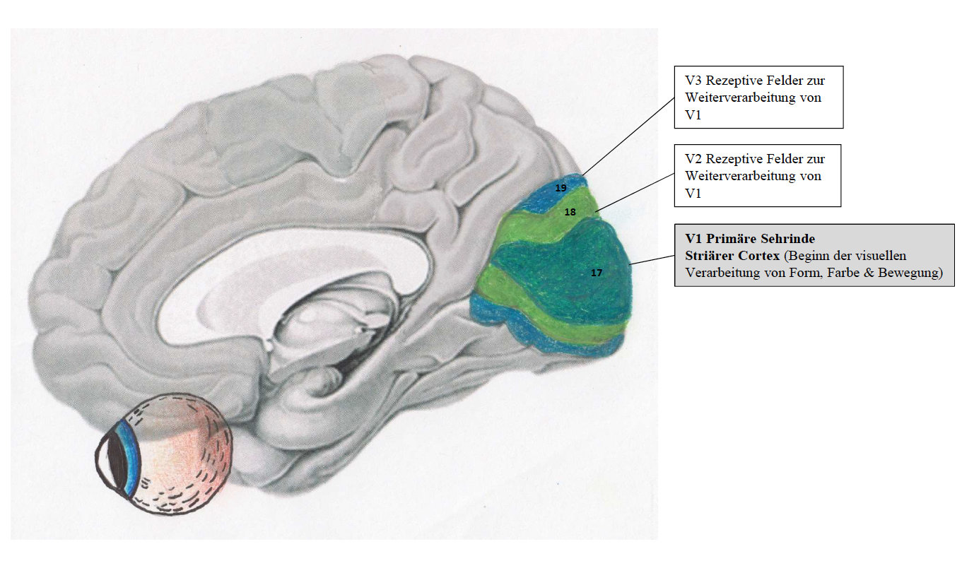 Primäre Sehrinde - striärer Cortex | 08_NeuroTh_Visuelle Wa…