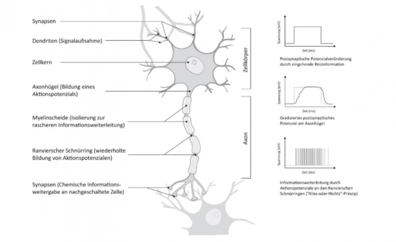 3.3 Erste Begriffe der Sinnesphysiologie Das Neuron | Kog…